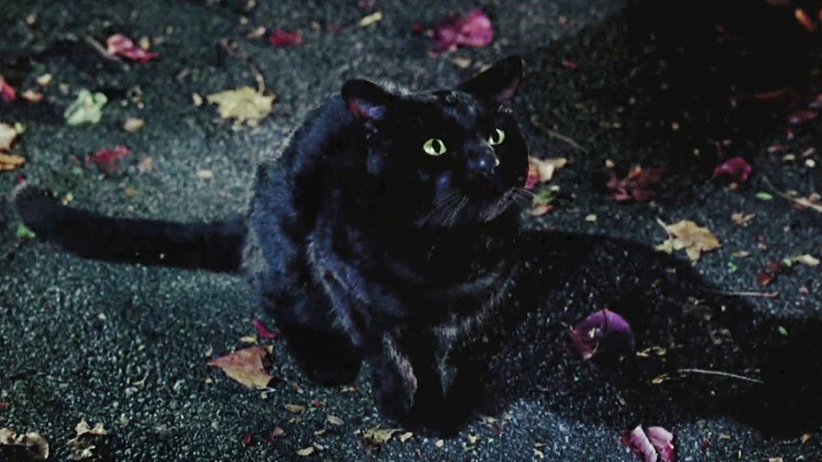 Hocus Pocus: 10 Things That Make No Sense About Thackery Binx
