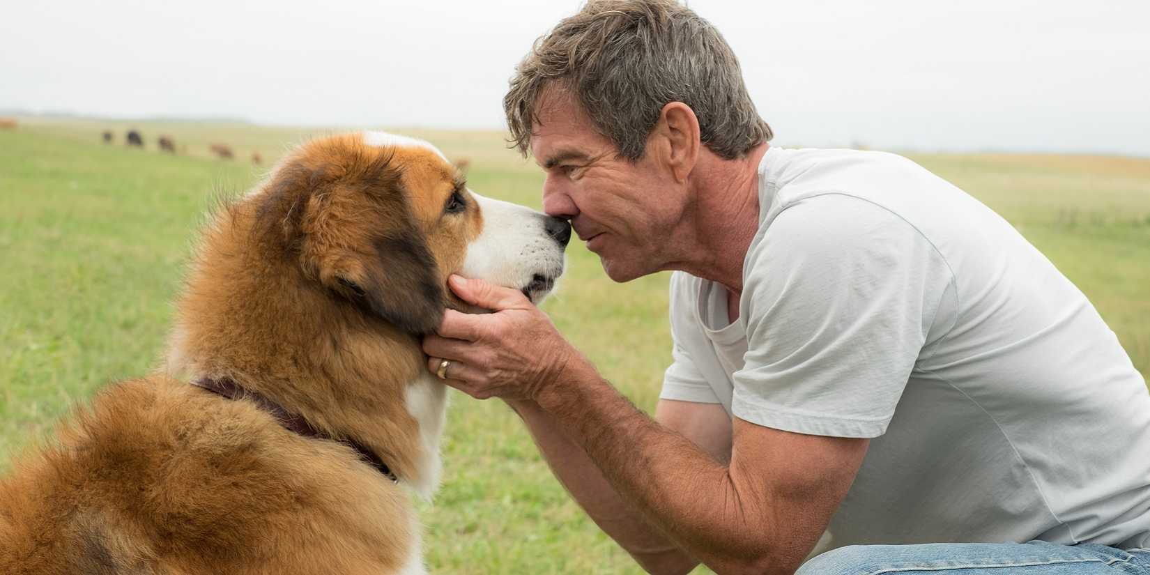 Dennis Quaid Stars In Netflix's A Dog's Perfect Christmas Adaptation