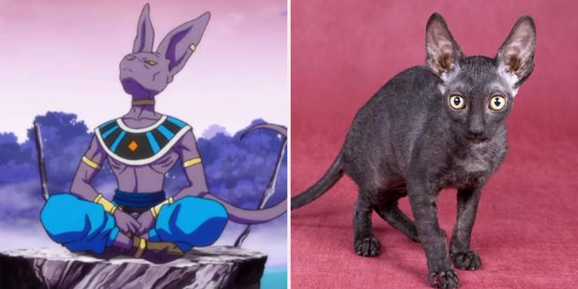 cornish rex cat beerus