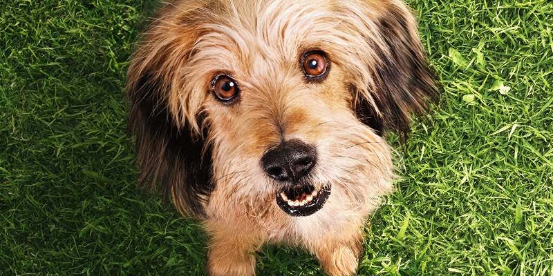Benji Trailer & Poster: Netflix Reboots The Classic Dog Movie