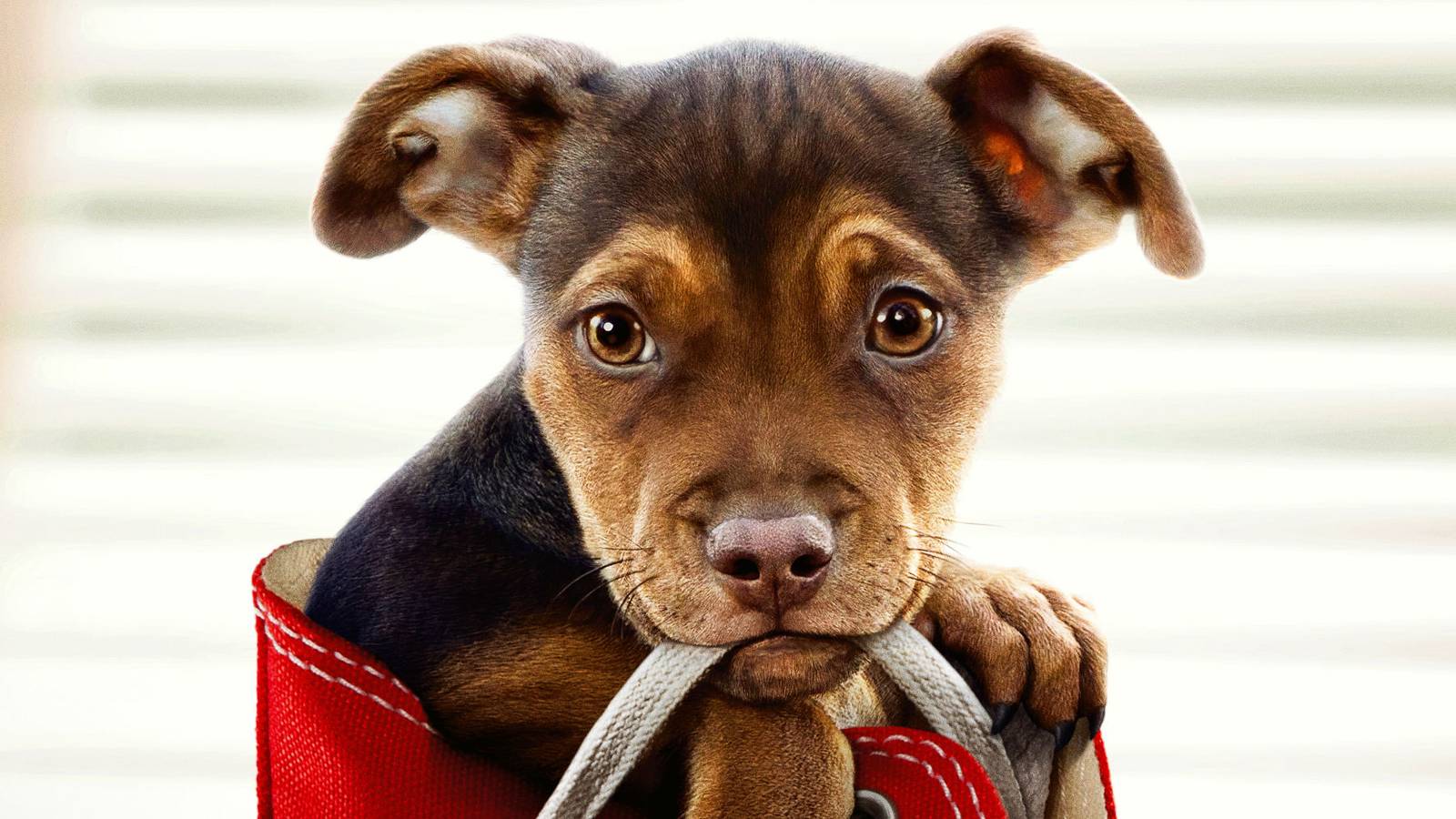 A Dog's Way Home Movie Review