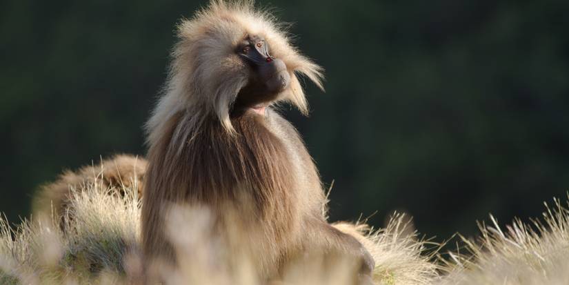 Hostile Planet Review: National Geographic Captures Fragility Of Life