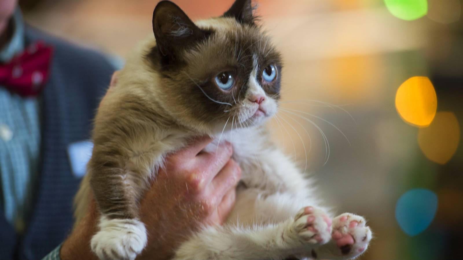 Grumpy Cat Dead at 7 Following Illness
