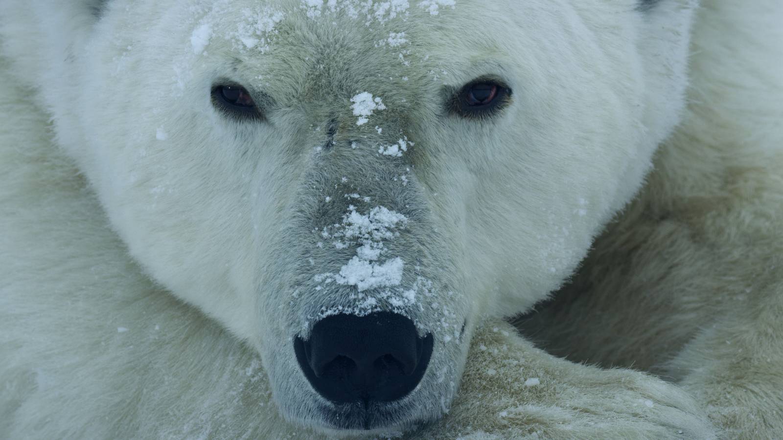 Nat Geo's Hostile Planet Finale Review