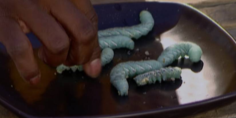 11 Little Known Facts About Fear Factor