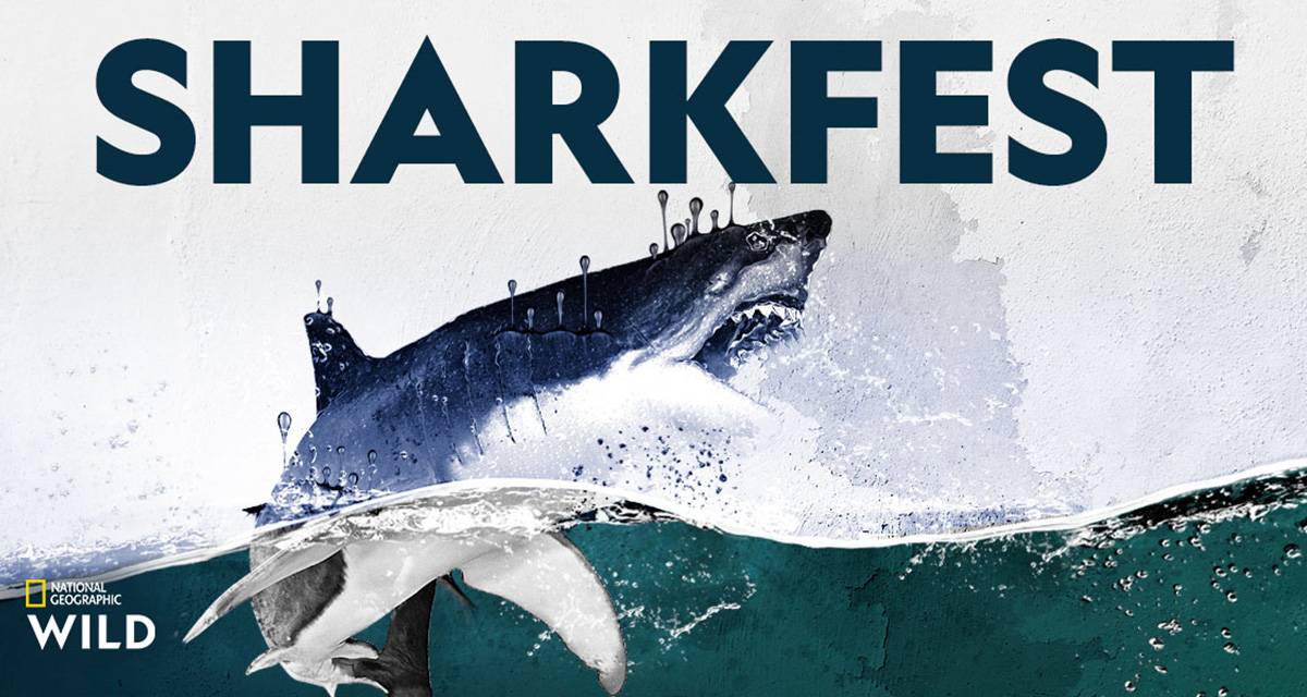 SharkFest: Diving With and Talking About Sharks With NatGeo