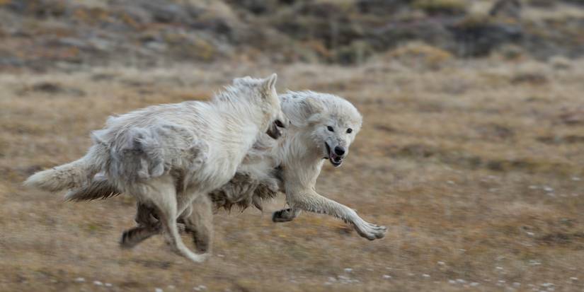 10 Best Animal Shows On Disney+, Ranked By IMDb Score