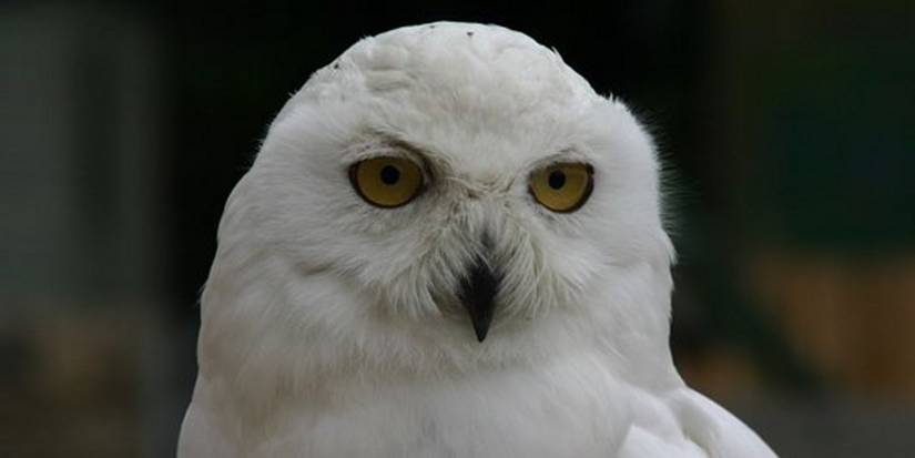 Harry Potter: 10 Things You Didn’t Know About Hedwig