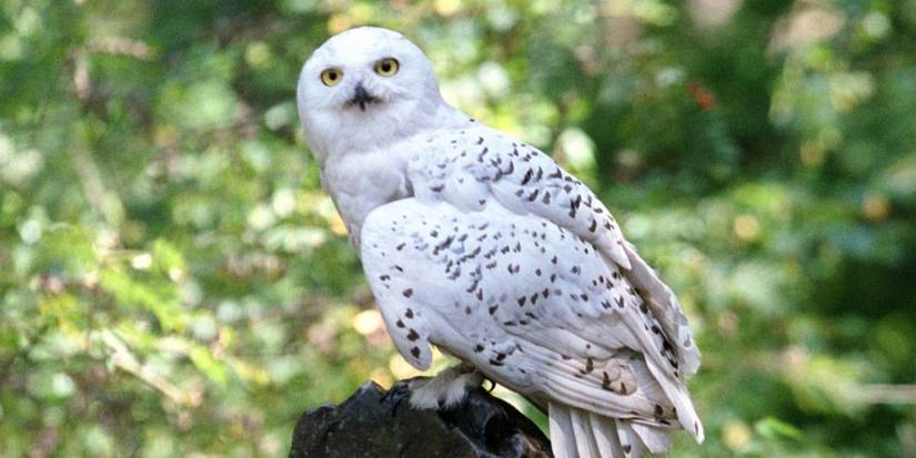 Harry Potter: 10 Things You Didn’t Know About Hedwig