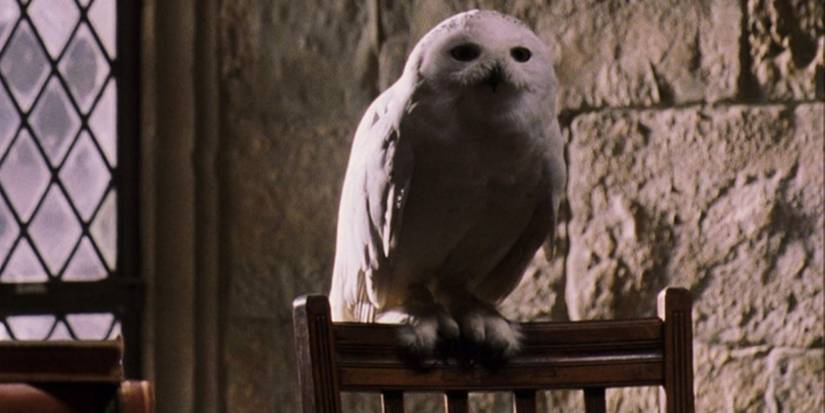 Harry Potter: 10 Things You Didn’t Know About Hedwig