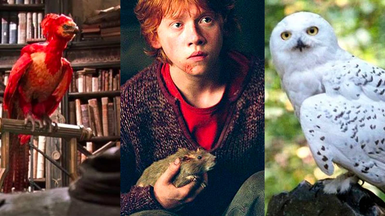 Harry Potter: 15 Most Helpful Pets, Ranked