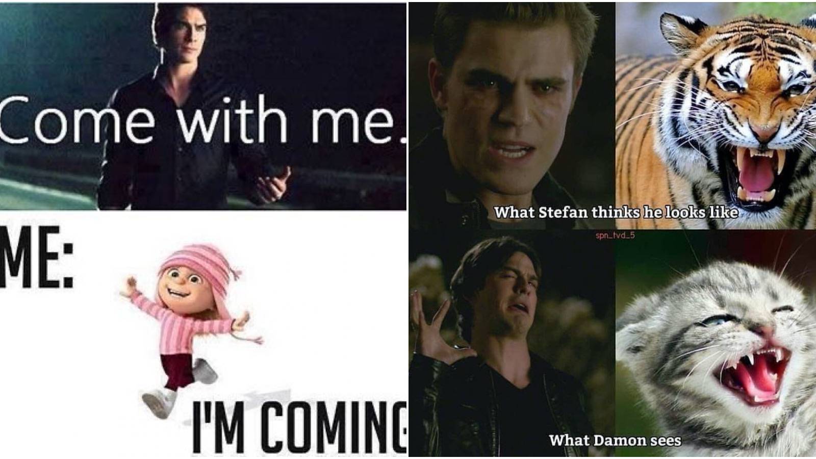 Stefan Damon Memes Best Damon Stefan The Vampire Diaries Moments