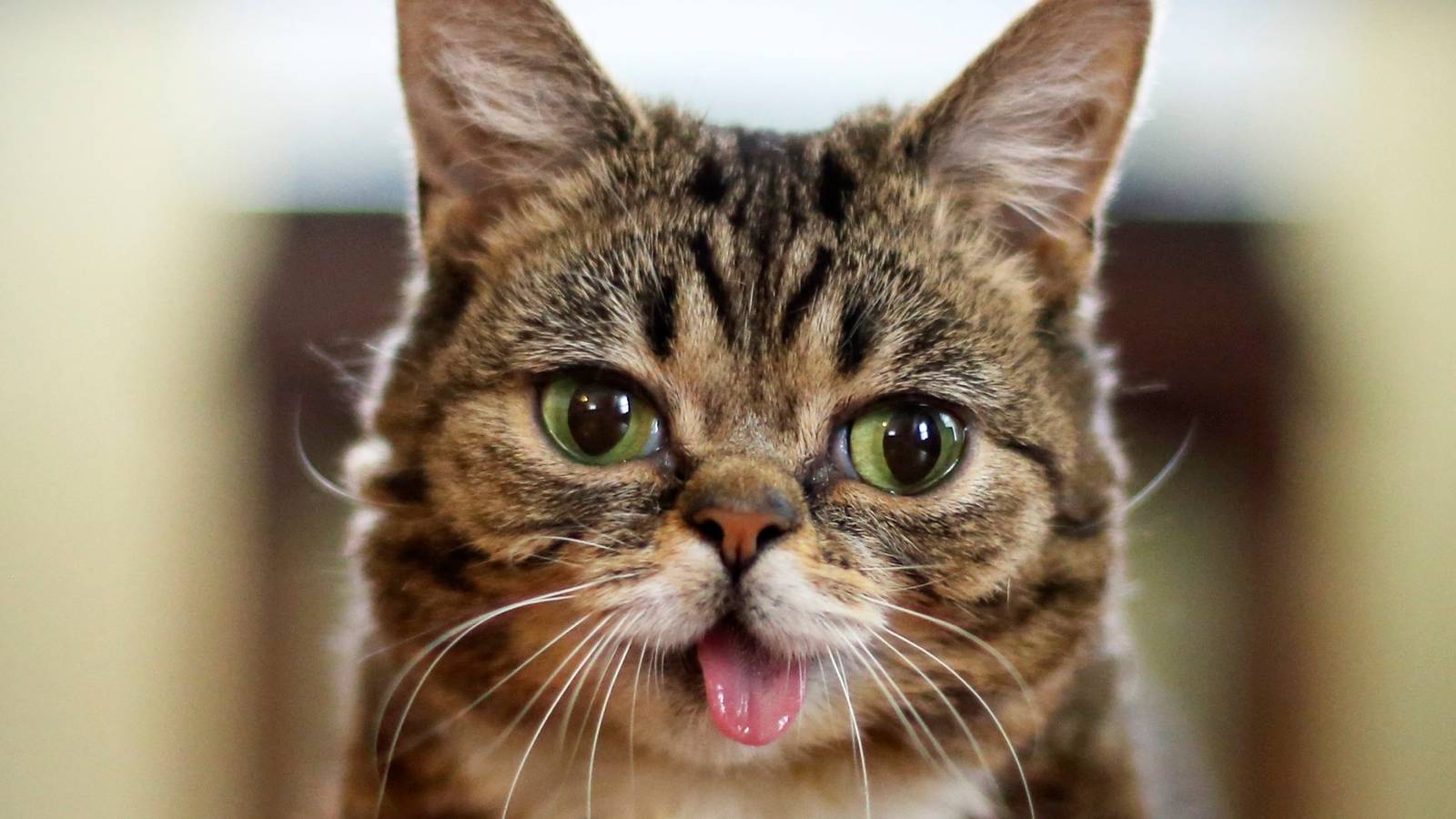 Famous Internet Cat Lil Bub Dies At Age 8