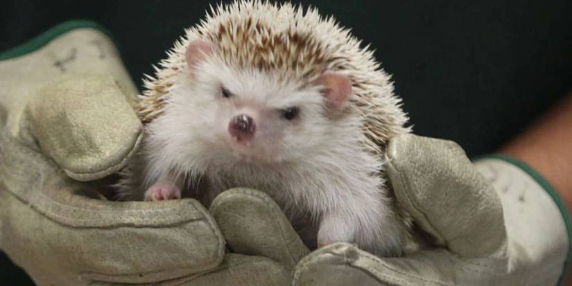 What Harry Potter Creature Should You Have As A Pet Based On Your MBTI®?