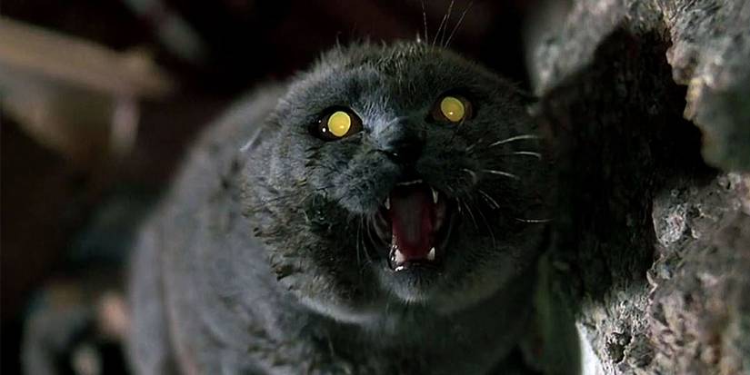 10 Coolest Cats In Live-Action Movies