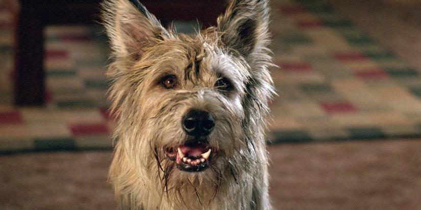 10 Best Fox Movies on Disney Plus, According to Rotten Tomatoes