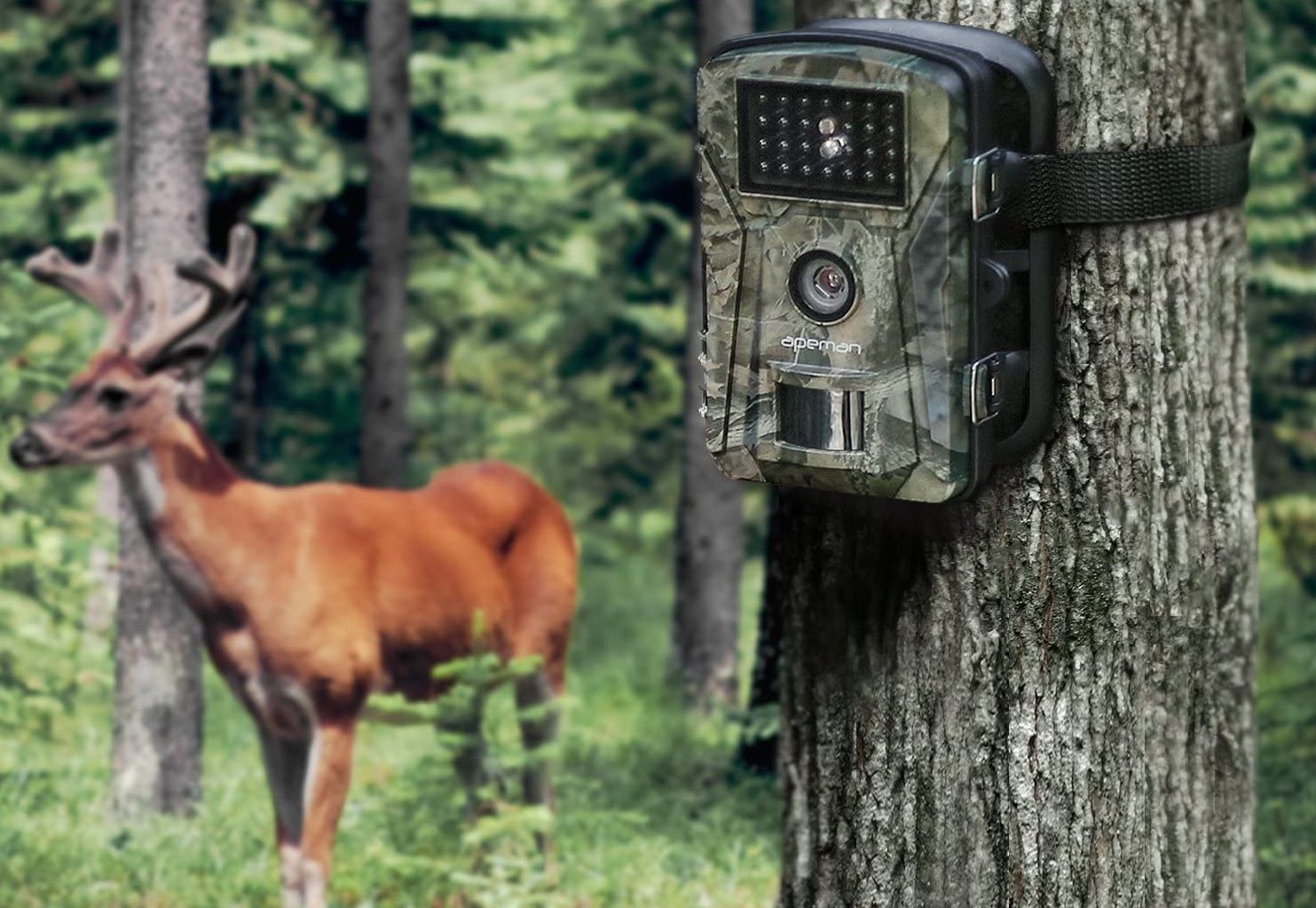 Best Trail Cameras (Updated 2020)