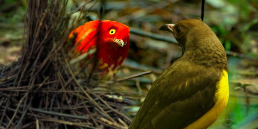 10 Best Outdoor Documentaries On Netflix Right Now