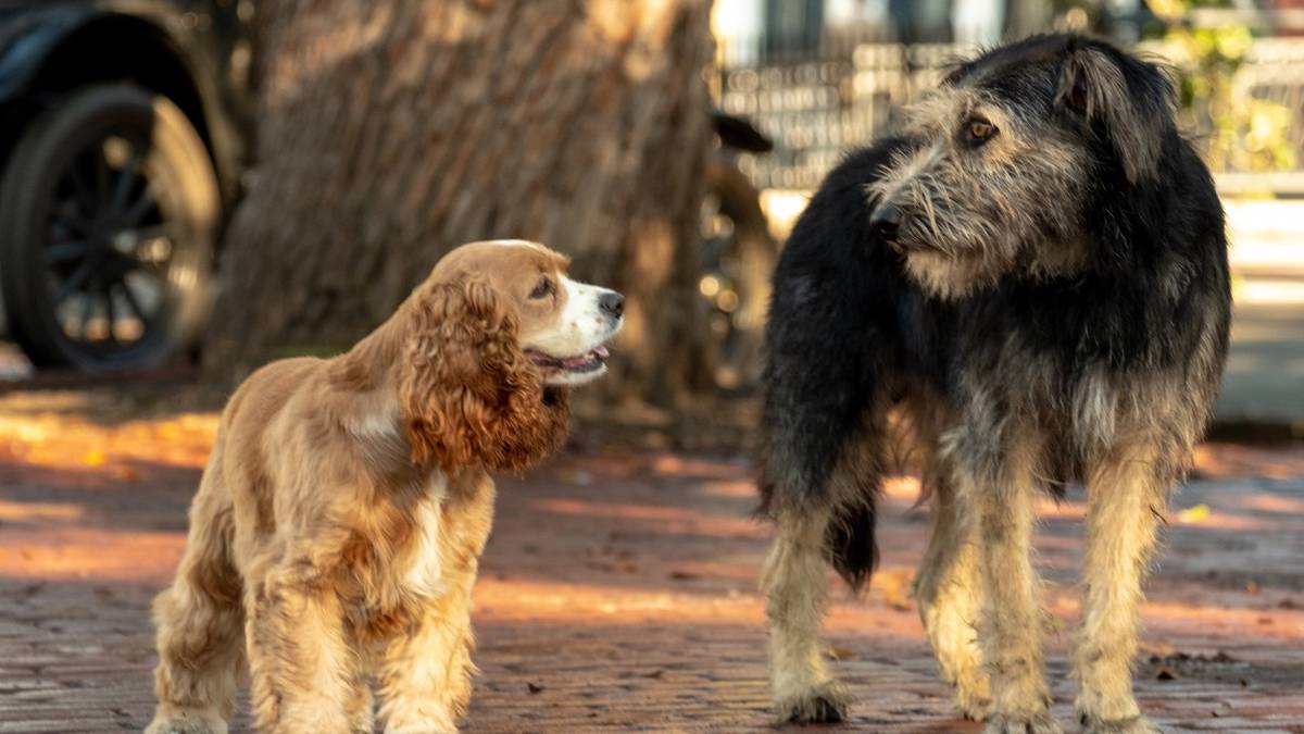 10 Things You Didn't Know About Live-Action Lady And The Tramp