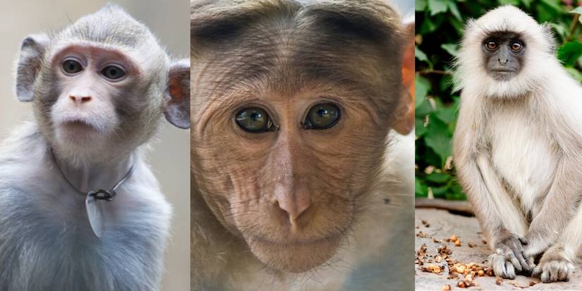 Harry Potter: 5 Patronus Animals Gemini Would Likely Have (& 5 They ...