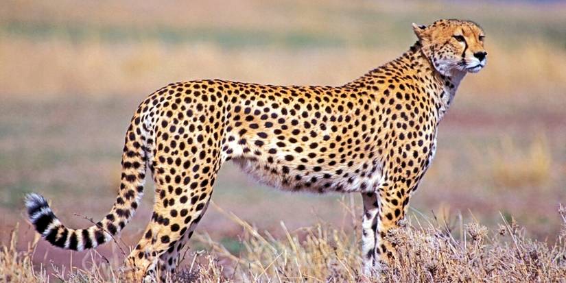 Harry Potter: 5 Patronus Animals Capricorn Would Likely Have (& 5 They ...