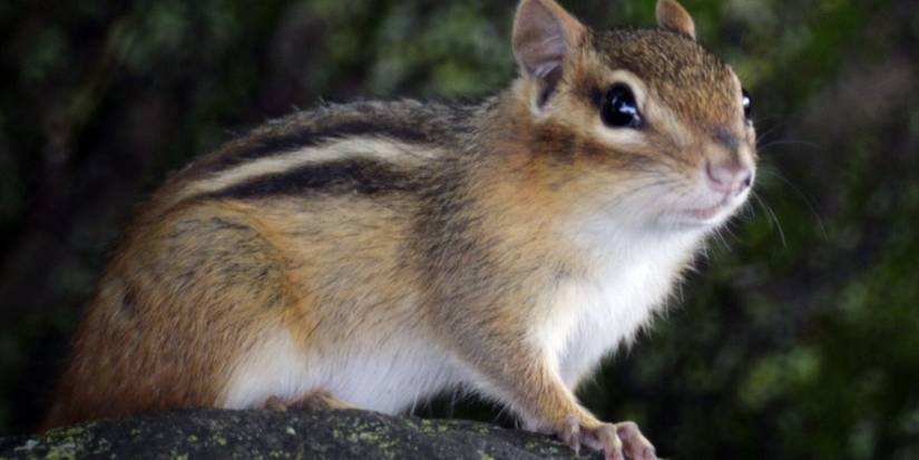 Harry Potter: 5 Patronus Animals Libra Would Likely Have (& 5 They ...