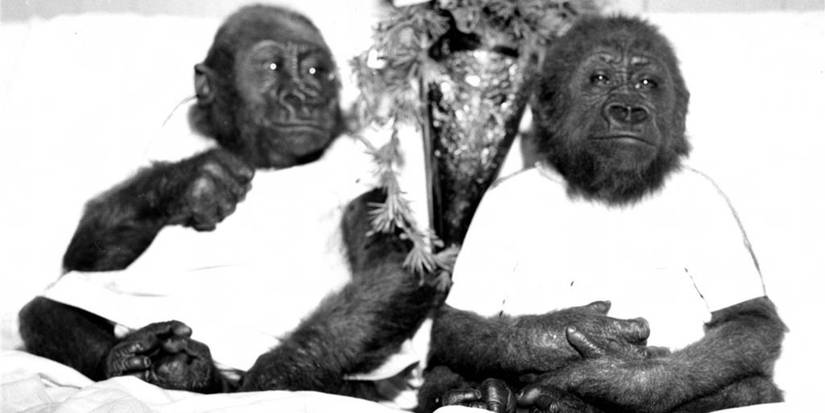 One & Only Ivan True Story: What Happened To The Real Gorilla