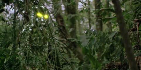 Predator Summary, Trailer, Cast, Where to Watch and More