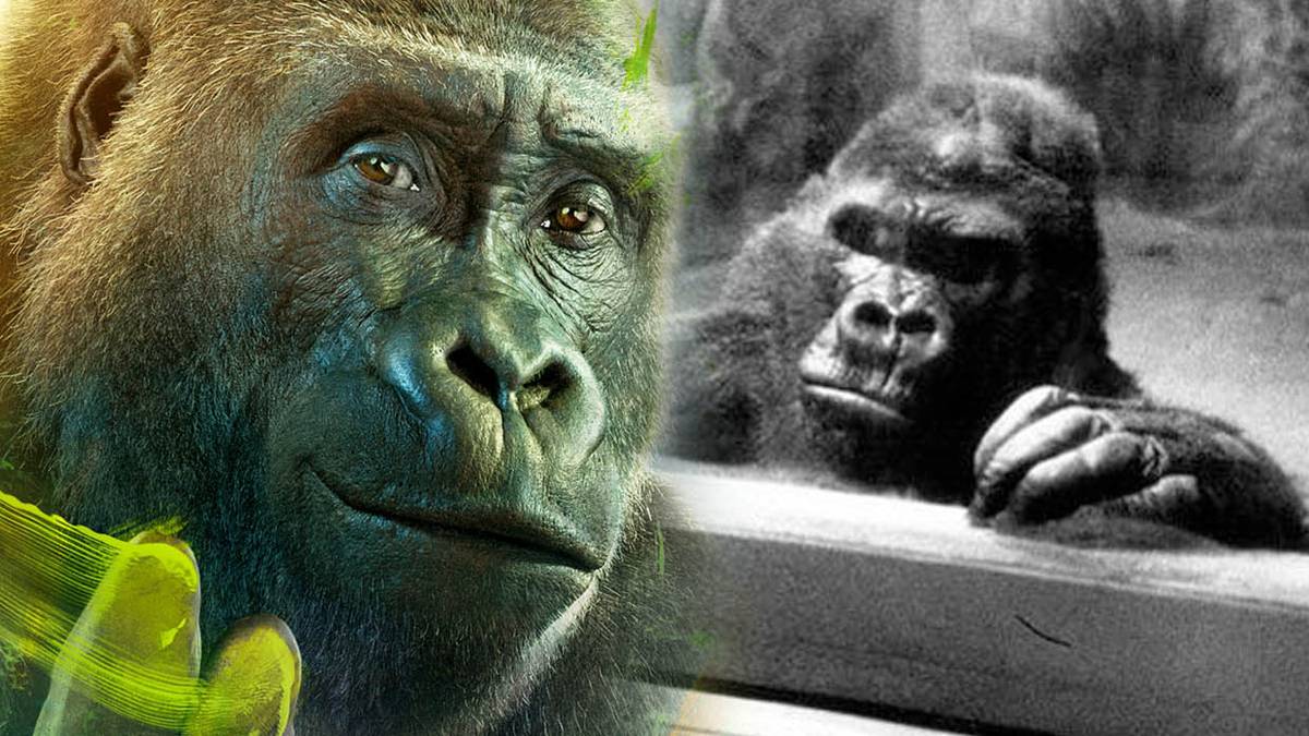 One & Only Ivan True Story: What Happened To The Real Gorilla