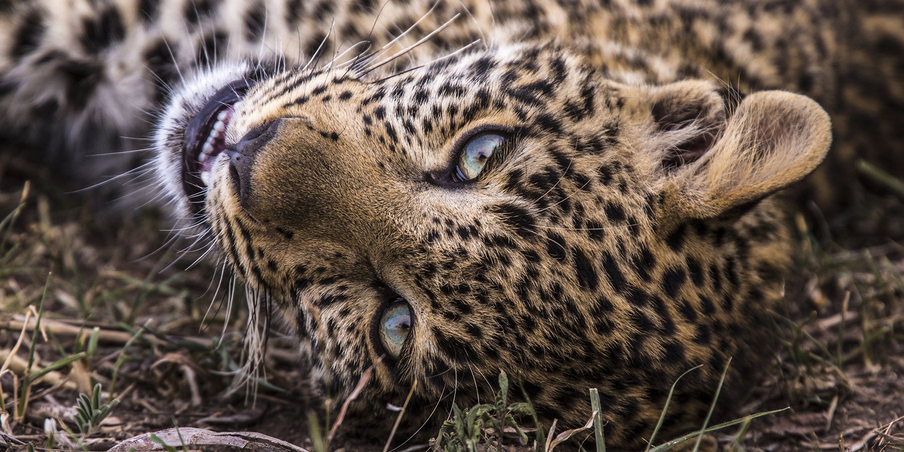 A Mesmerizing Clip From Nat Geo WILD's Jade Eyed Leopard [EXCLUSIVE]