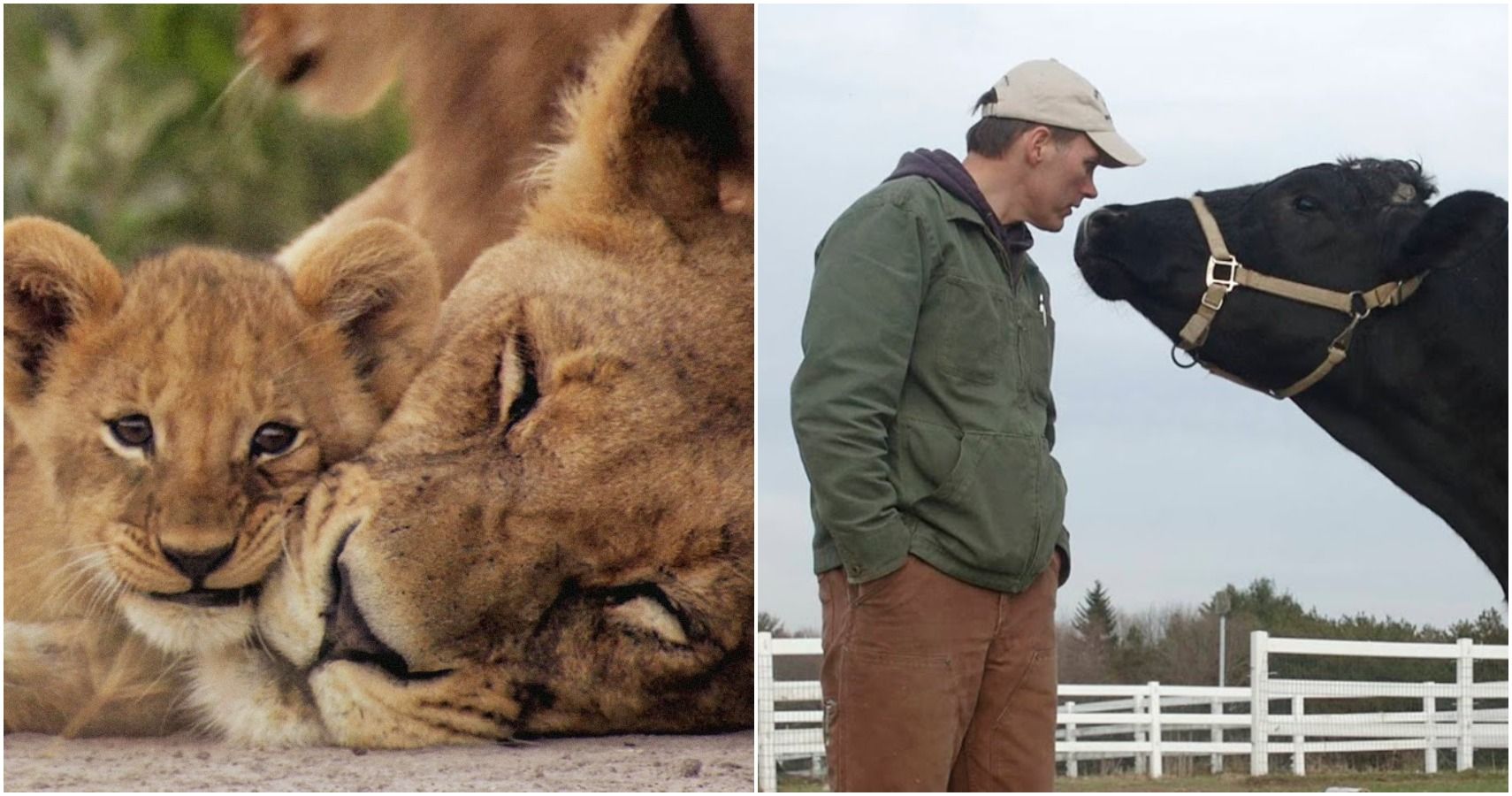 10 Best Documentaries About Animals, Ranked By IMDb Score