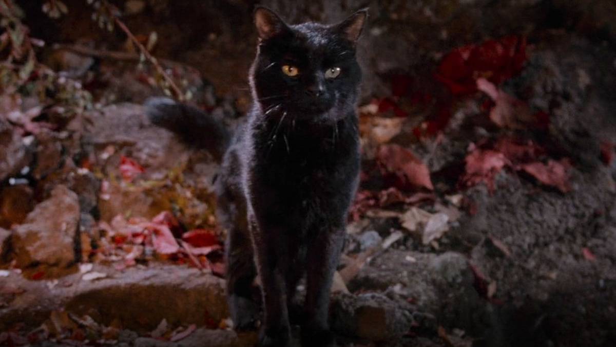 Hocus Pocus: Why Only Some People Can Hear Binx Talk