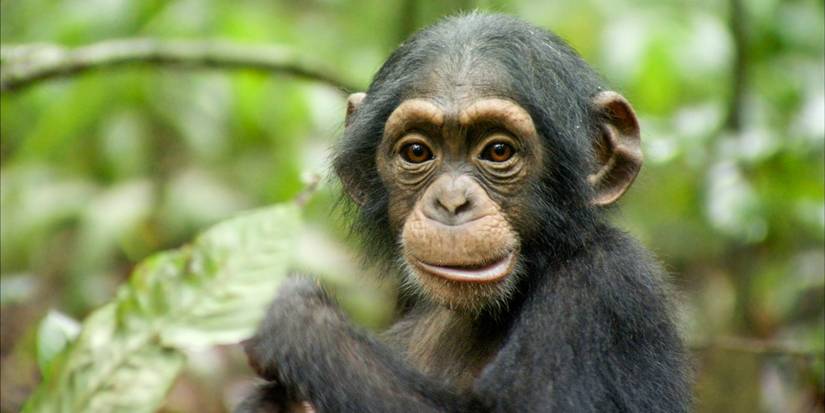 The Best Nature Documentaries Now Streaming
