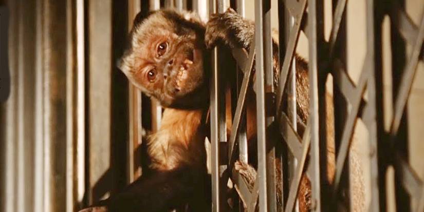 10 Best Monkey Appearances In Movies (Ranked By IMDb)