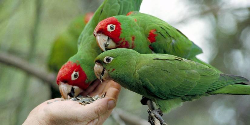 Birdwatching: 10 Movies About Birds, Ranked By IMDb Score