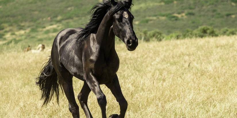 Disney+'s Black Beauty: Biggest Differences To The Book