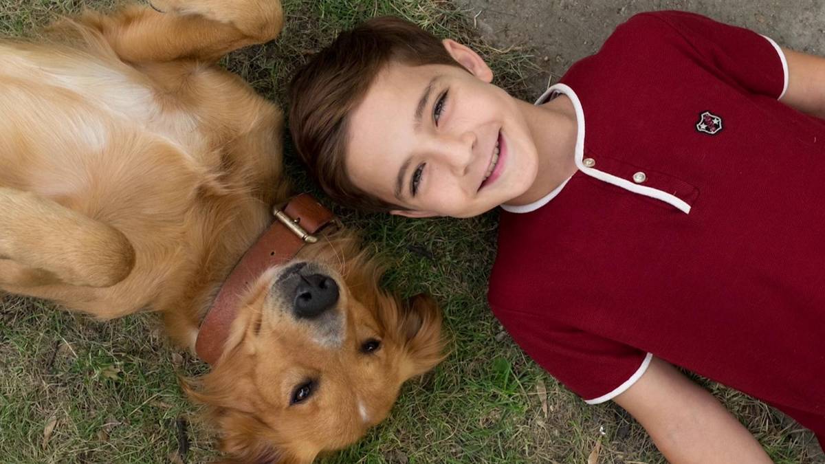 10 Best Golden Retriever Movies and TV Shows Featuring The Beloved Breed
