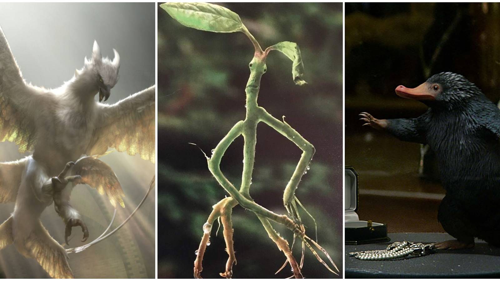 Fantastic Beasts: 10 Things Only Harry Potter Book Fans Know About The ...