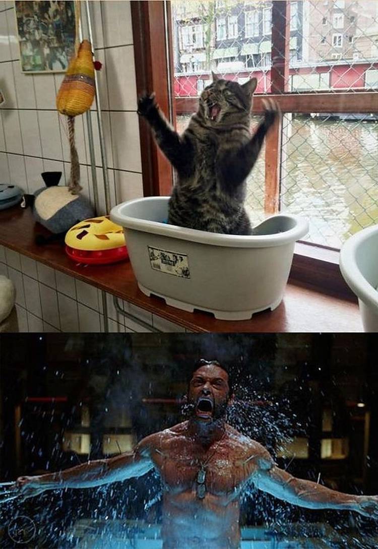 10 Most Hilarious Wolverine Memes Of All Time