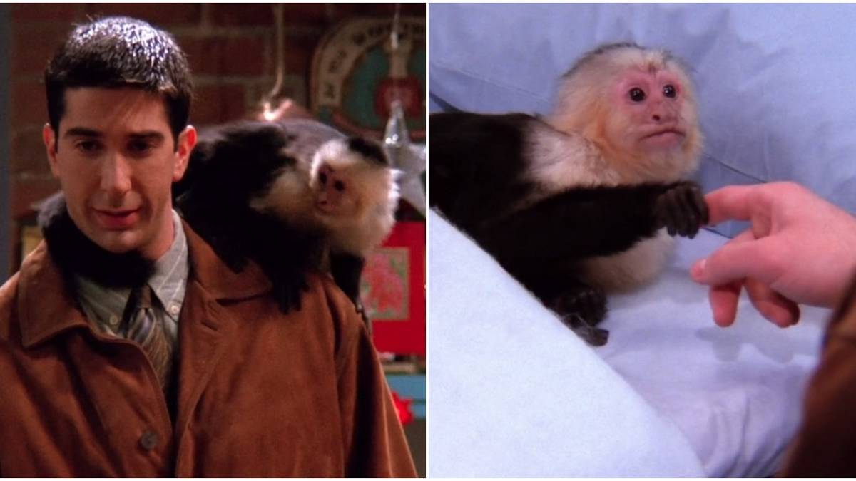 Friends: Ross's Monkey Marcel's Episodes Ranked, According To IMDB