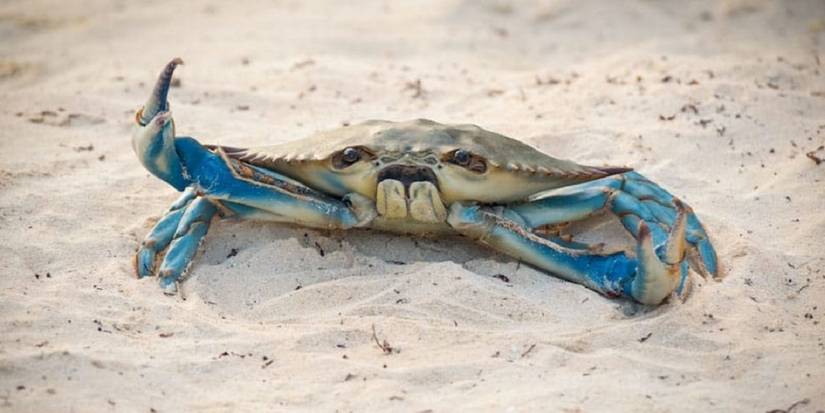 Barb & Star Go to Vista Del Mar's Morgan Freeman Crab Cameo Explained