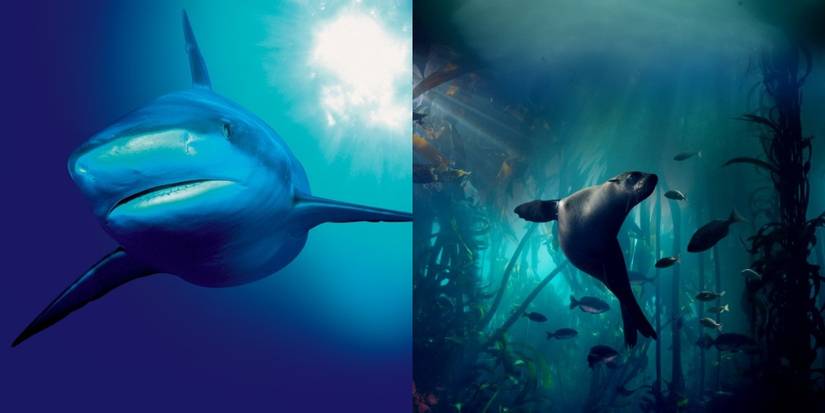 10 Best Documentaries About The Ocean Like Seaspiracy
