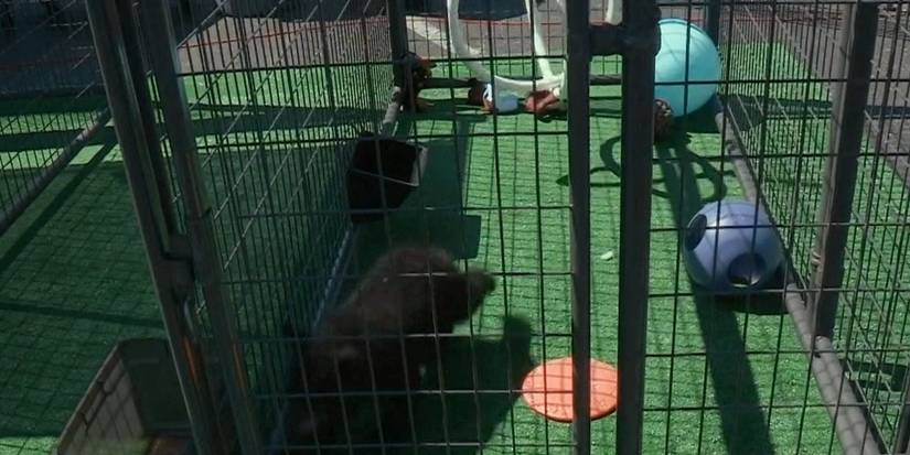 Shooting Joe Exotic: Every New Tiger King Reveal