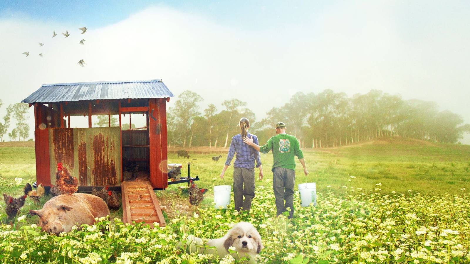 Where To Watch The Biggest Little Farm Online (Netflix, Hulu, Or Prime?)