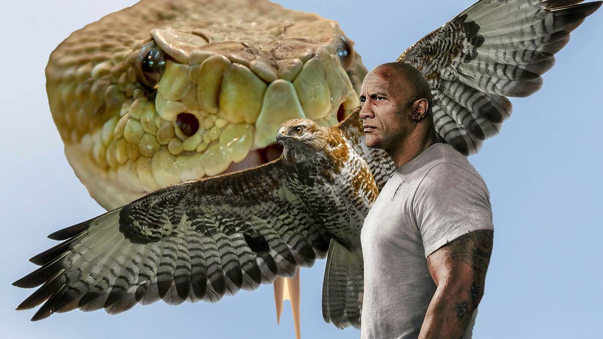 Dwayne Johnson Got Trapped In His House By A Snake-Eating Hawk