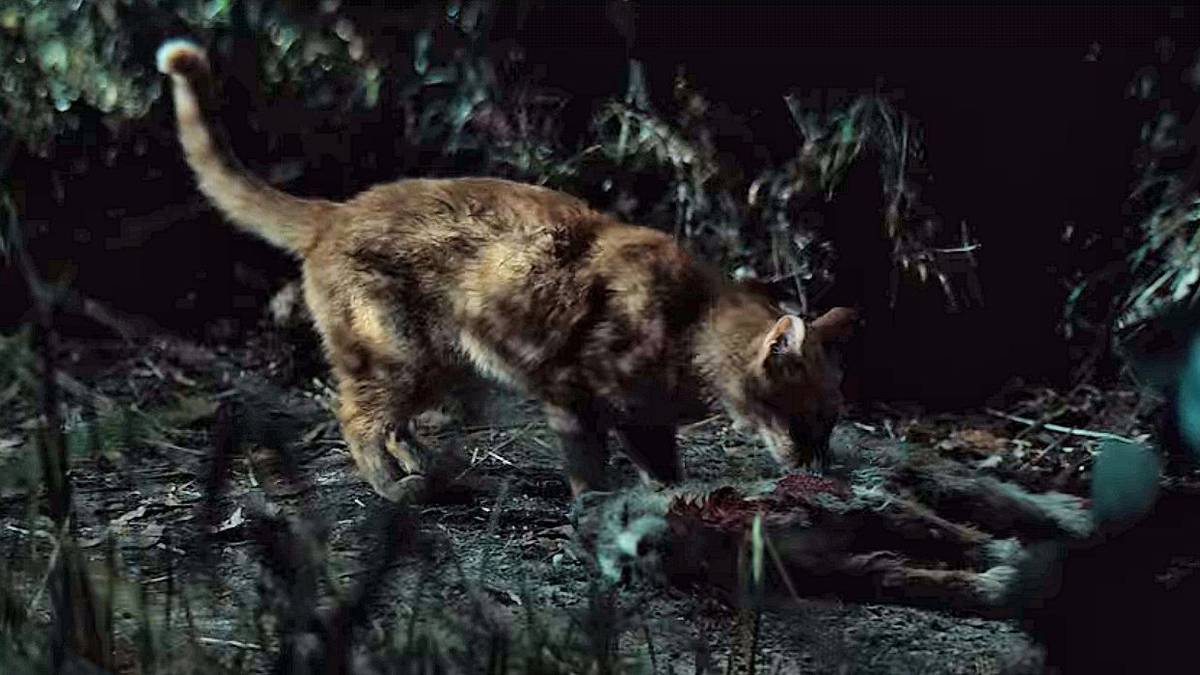 Midnight Mass: What Actually Happened To The Cats?
