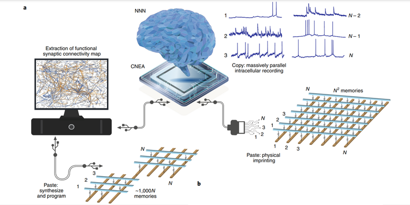 Samsung Wants To 'Copy And Paste' The Human Brain