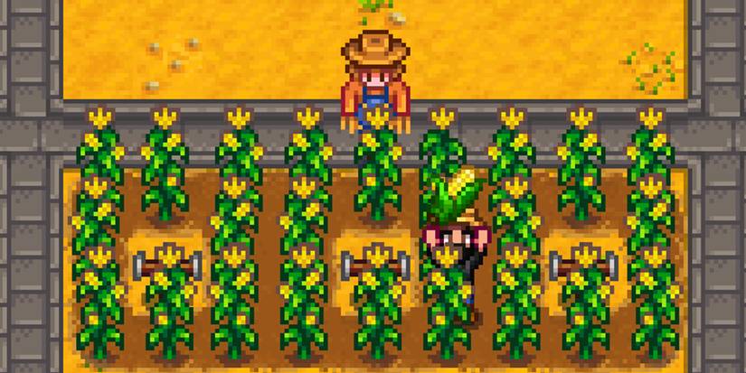 corn crops stardew