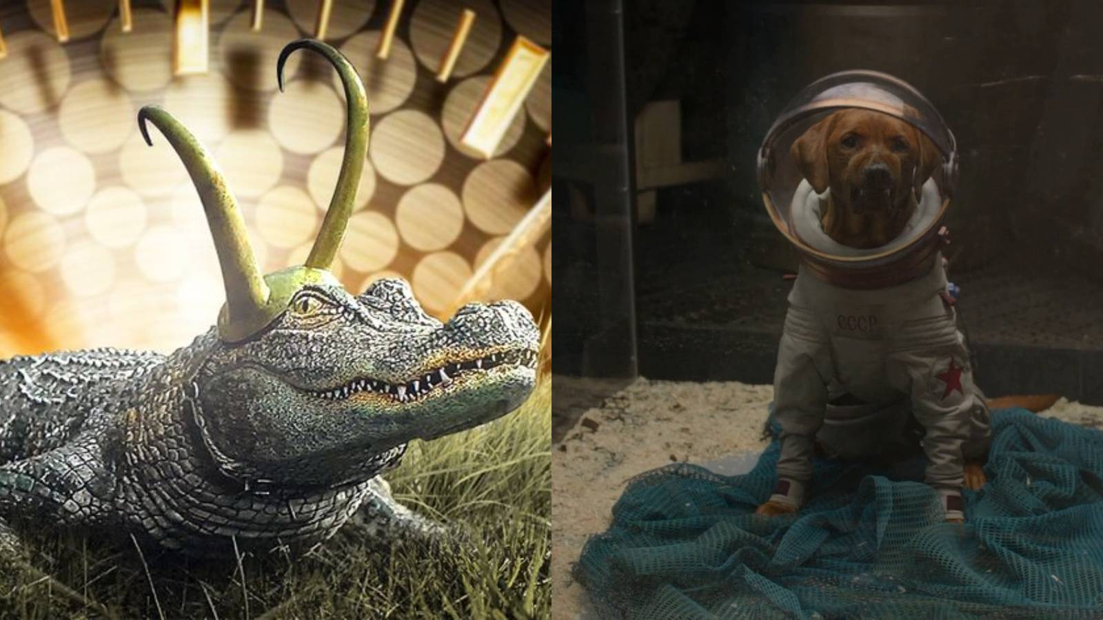 The 10 Best Animal Sidekicks In The MCU, Ranked