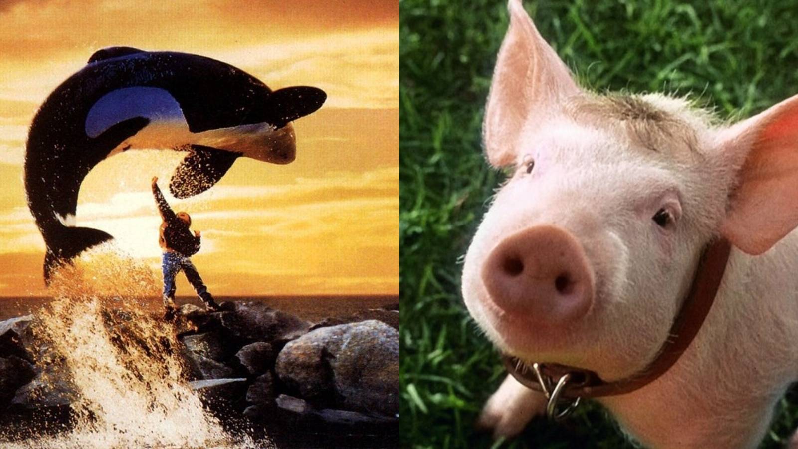 10 Best Movies Where The Protagonist Is A Live-Action Animal, Ranked By ...
